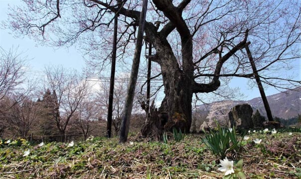 1本の木に会いに行く（40）山形 さくら回廊＜山形県＞ | TABIZINE～人生に旅心を～