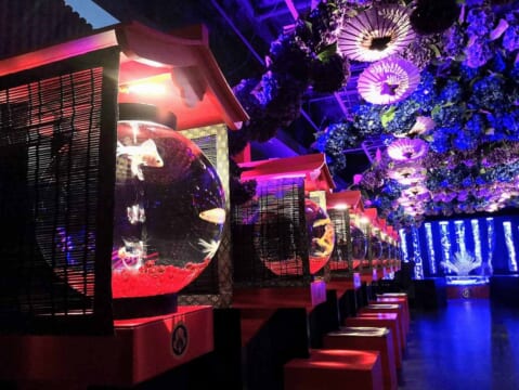 【アートアクアリウム美術館 GINZA】金魚と紫陽花の競演に魅せられる特別展示！現地ルポ | TABIZINE～人生に旅心を～
