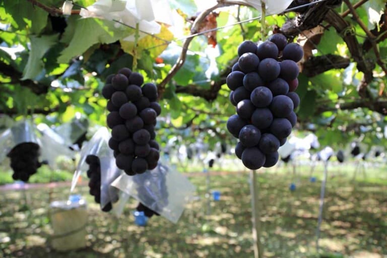 【体験で選ぶ！ベストシーズンの国内旅行先カレンダー】全国の体験・アクティビティスポット55選 | TABIZINE～人生に旅心を～