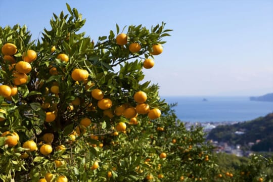 【静岡県伊東市】一人500円でみかんが食べ放題！「温州みかん狩り」開催中 | TABIZINE～人生に旅心を～