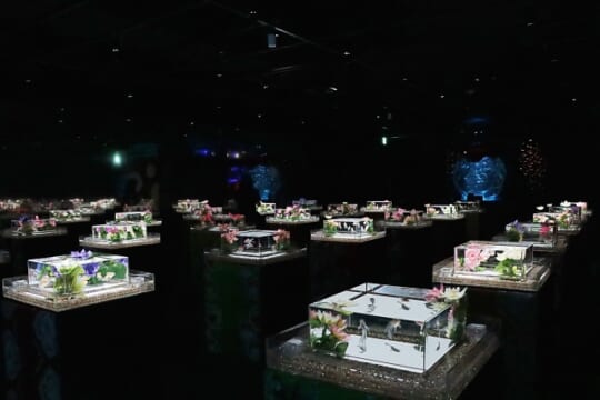 【アートアクアリウム美術館GINZA】迫力ある新作展示が公開！夏の風物詩が詰まった涼空間を体験！ | TABIZINE～人生に旅心を～