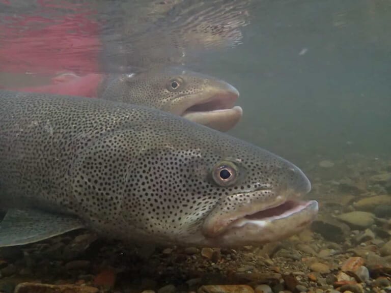 【日本三大ランキング】がっかり名所から和牛・秘湯・神社・悪女・珍味まで38選 | TABIZINE～人生に旅心を～