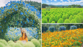 【広島にNew花畑絶景！】新しい夏色に出逢えるフォトスポット「ヘブンリーブルーの丘」｜Flower village 花夢の里 | TABIZINE～人生に旅心を～